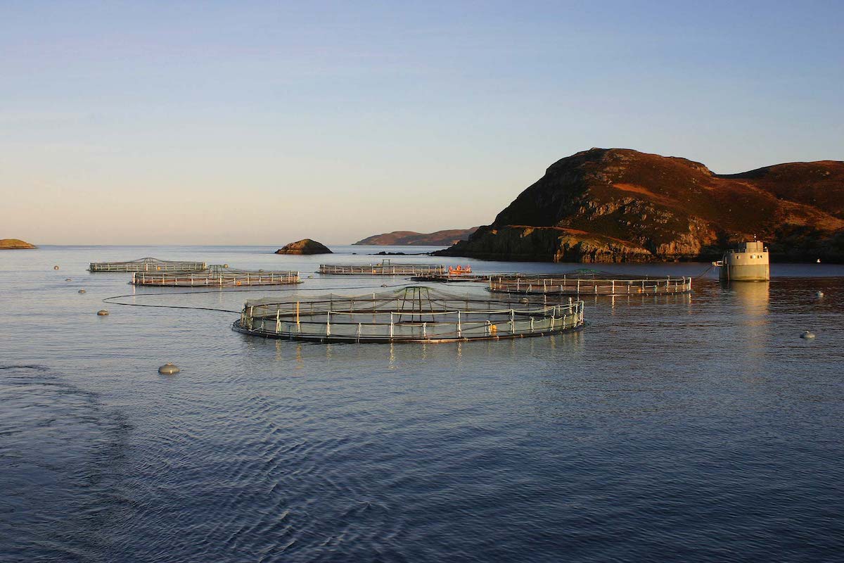 Sustainable salmon from our farm to your table - Sea West News