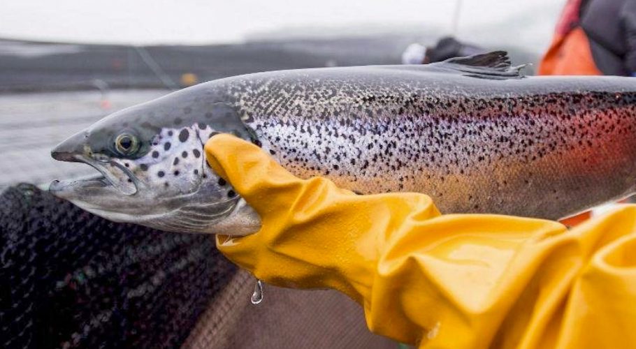 The Truth About Land Based RAS and Water Usage - Sea West News