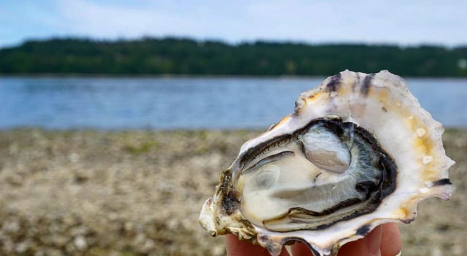 What is Shellfish aquaculture? – Sea West News