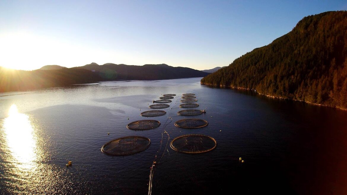 New tech making waves for salmon farmers in B.C. - Sea West News