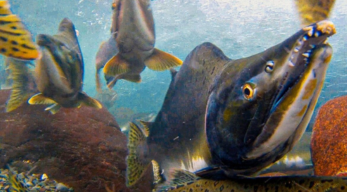 THIS IS SALMON FARMING with BENJAMIN DEL CURTO - Sea West News